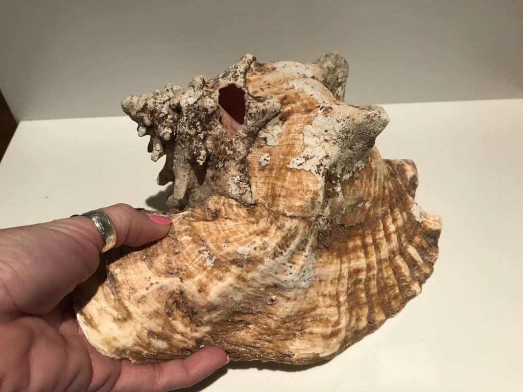 Conch Shell Pearls - The World of Pearl - Natural Pearls